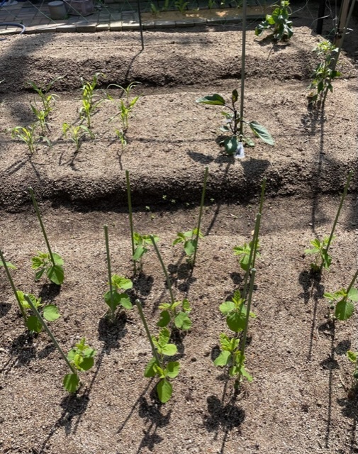 庭仕事＇23 春: baa'sday